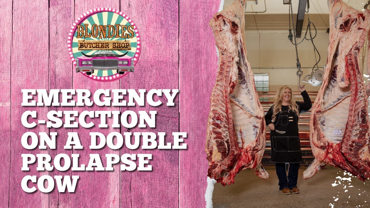 Emergency C-Section on a Double Prolapse Cow | Blondies Butcher Shop ...