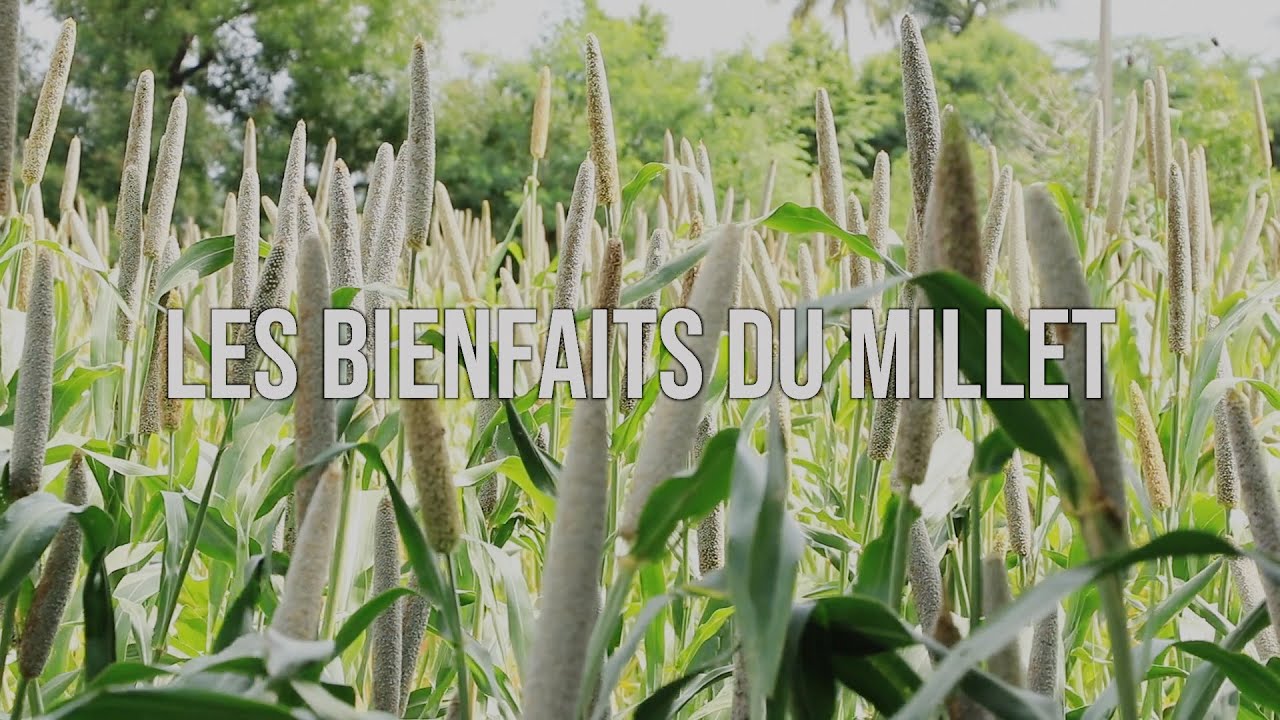 Les bienfaits du Millet - YouTube