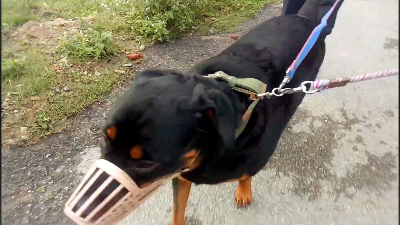 Scary Giant Aggressive Rottweiler on a walk. - YouTube
