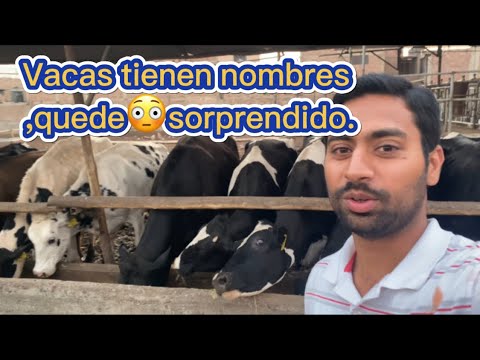 🇵🇰🇵🇪quede impresionado en establo de vaca 🐃 peru,las vacas tienen ...