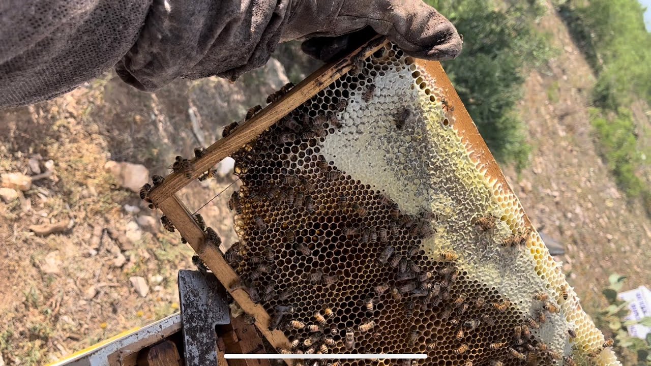 Nectar Flow in West Texas! - YouTube