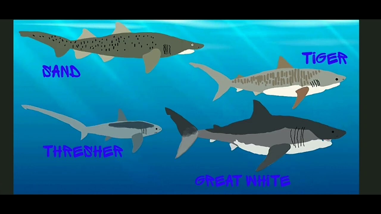 Shark Pack Dc2 Download. Christmas Special. - YouTube