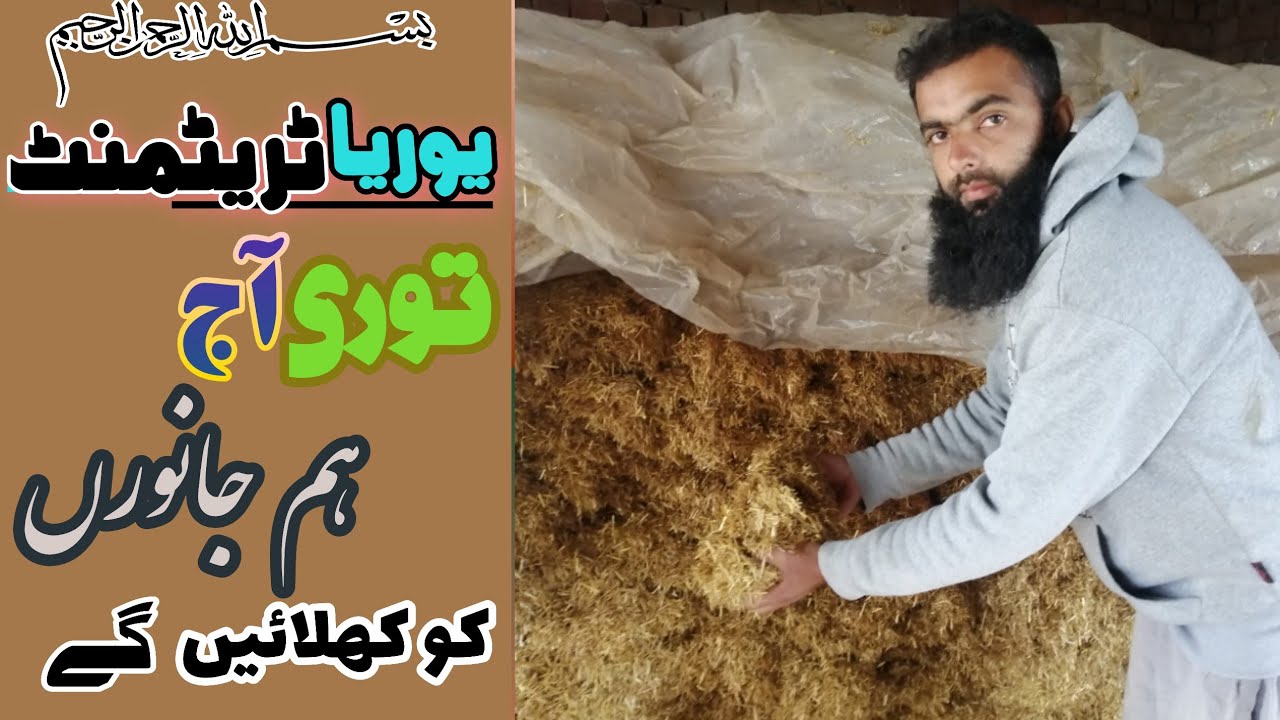 Today I will feed the urea treatment of wheat straw animals | benefits ...