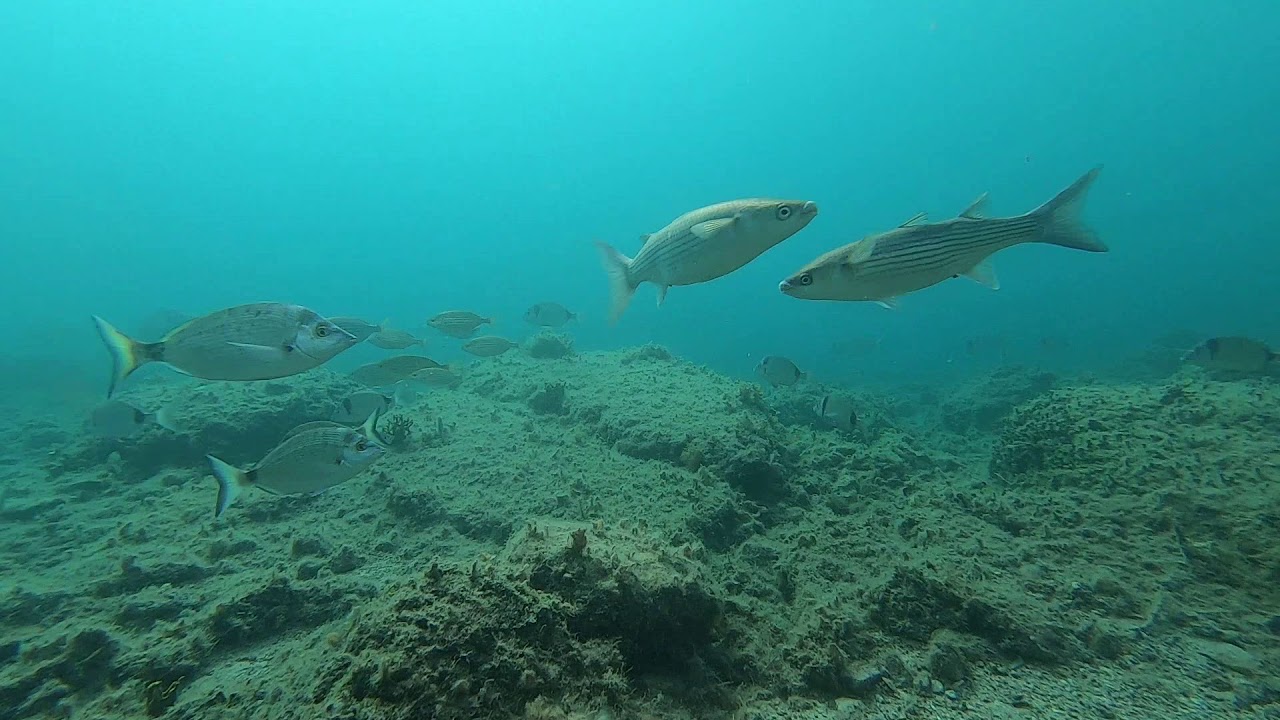 Podmorje NP Mljet - YouTube