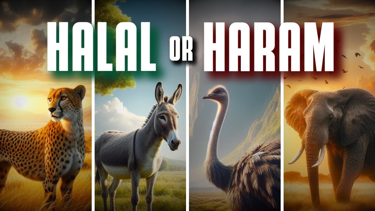 HALAL, HARAM & MAKRUH foods for Muslims | Islam Dietary Rules - YouTube