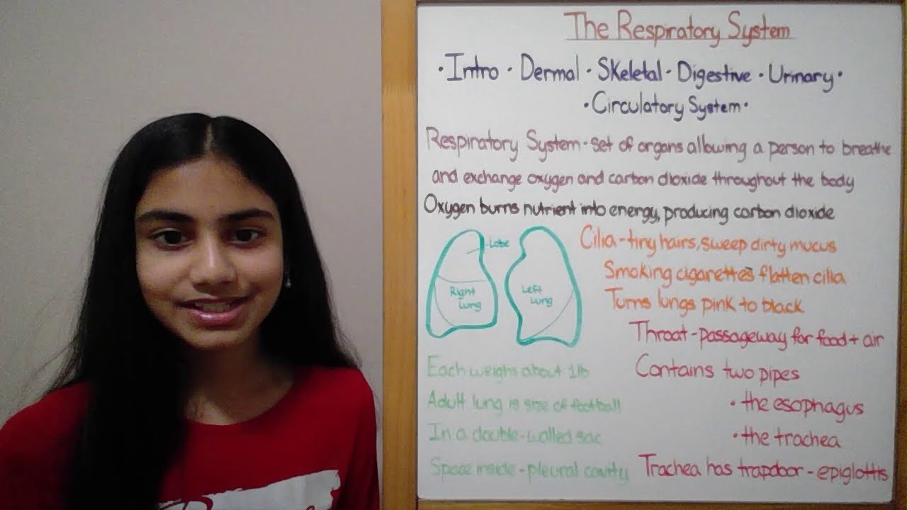 Human Anatomy - The Respiratory System - (7th Grade Science) - YouTube