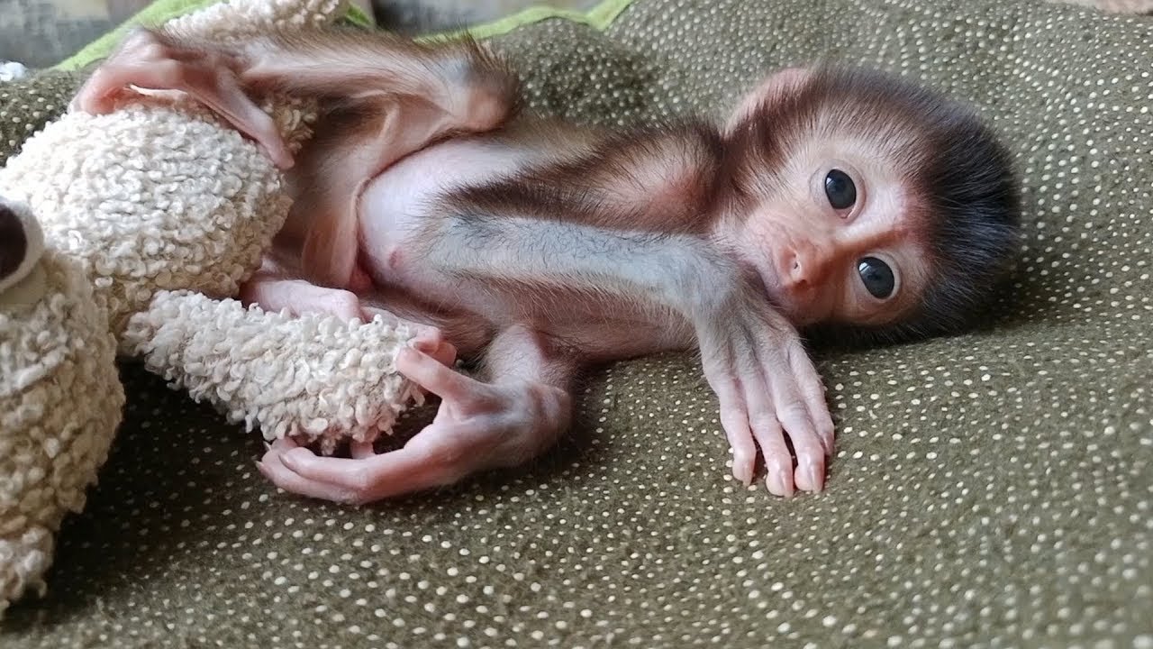 newborn baby monkey looks clean and healthy after bath, before falling ...