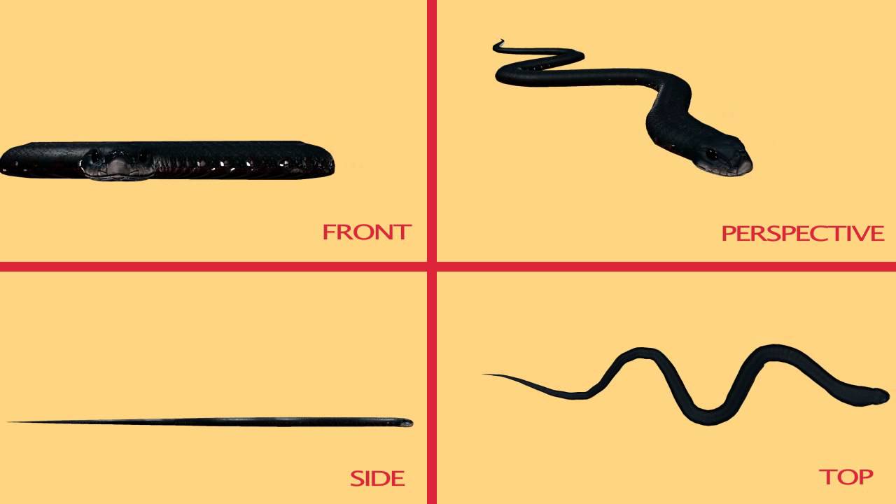 Red Bellied Black Snake Animation - YouTube