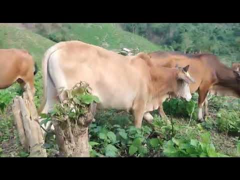 mu saib nyuj os hnub no - YouTube