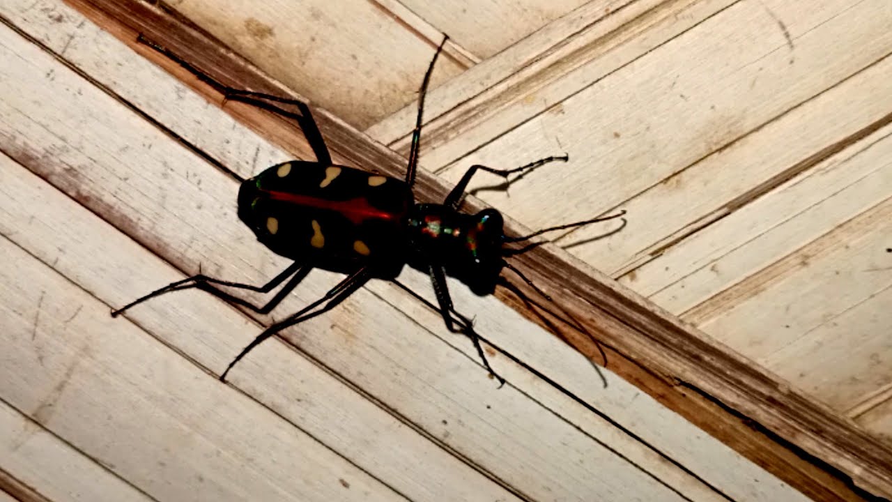 In Evening time so many insects come out @agilsakninambegipa - YouTube