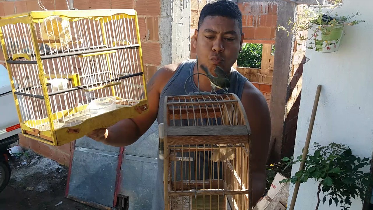 Coleiro macaco loko - YouTube