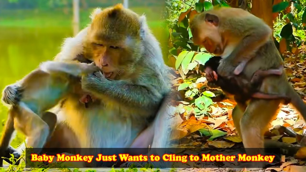 The little monkey clung tightly to its mother, begging mother monkey to ...