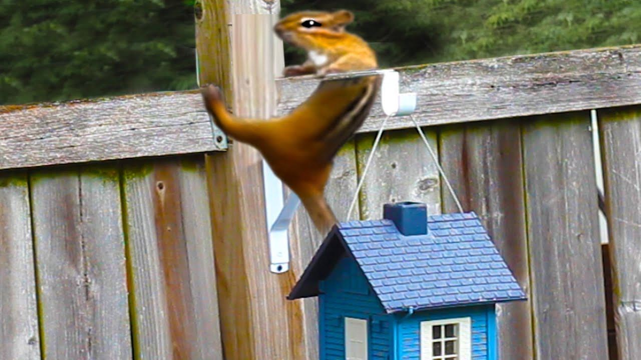 Can a chipmunk get into a bird feeder? How will he do it?! - YouTube