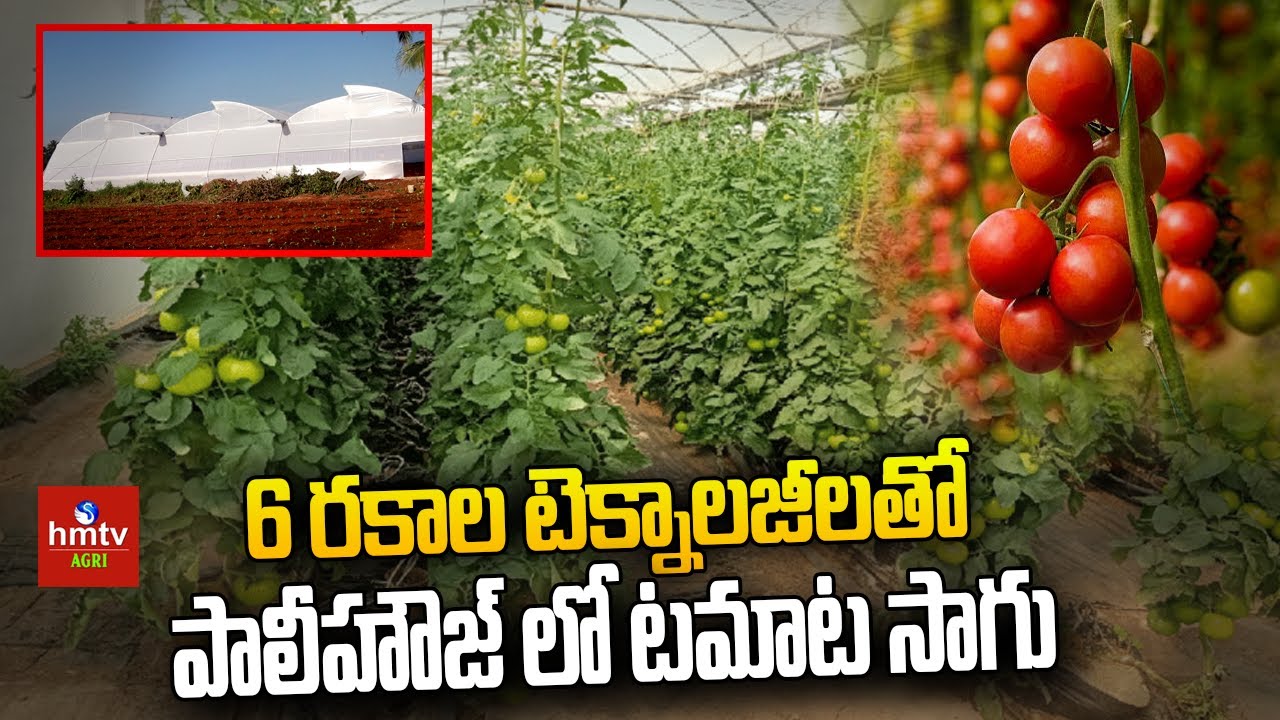 6 రకాల టెక్నాలజీలతో పాలీహౌజ్ లో టమాట సాగు | Tomato Cultivation in ...