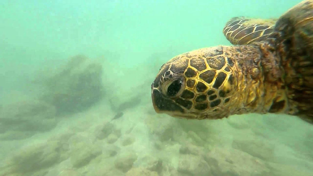 Looking for fish at Mauna Kea on a cloudy day July 2015 - YouTube