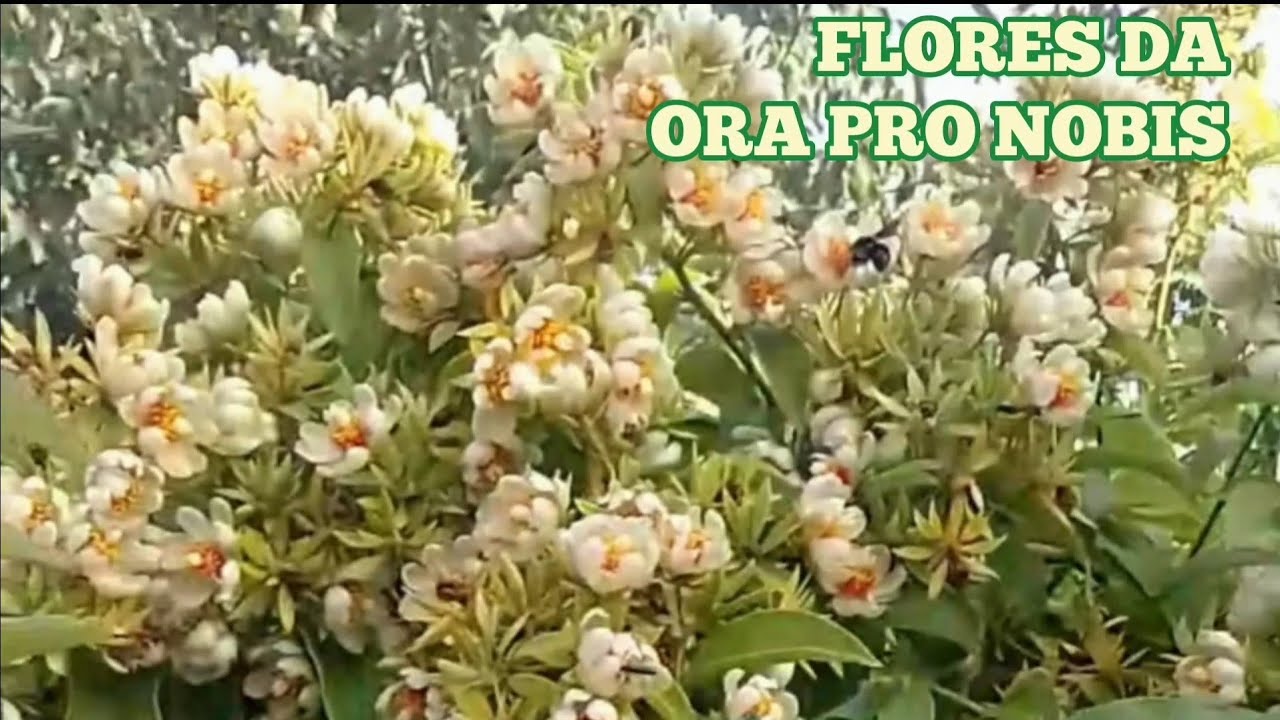 MINHA FLORAÇÃO DE ORA PRO NOBIS DA FLOR BRANCA! 💮🌼 MUITO LINDA!!! - YouTube
