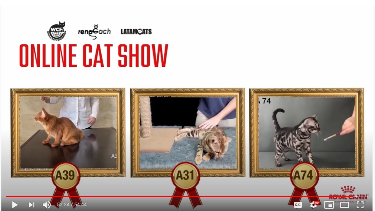 Online Cat Show - World Cat Federation - LATAMCATS - YouTube
