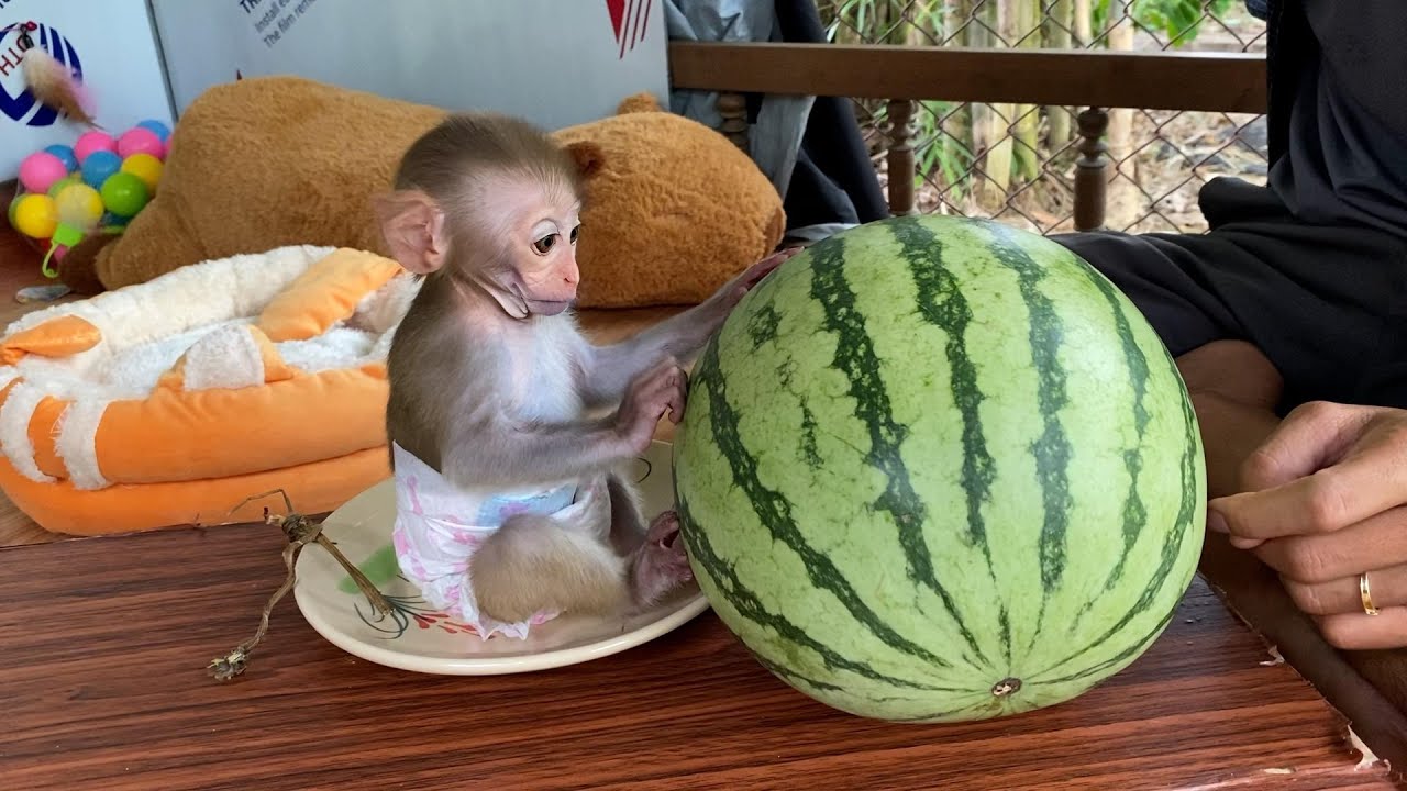 Dad takes care of the baby monkey Alu with sweet watermelon - YouTube