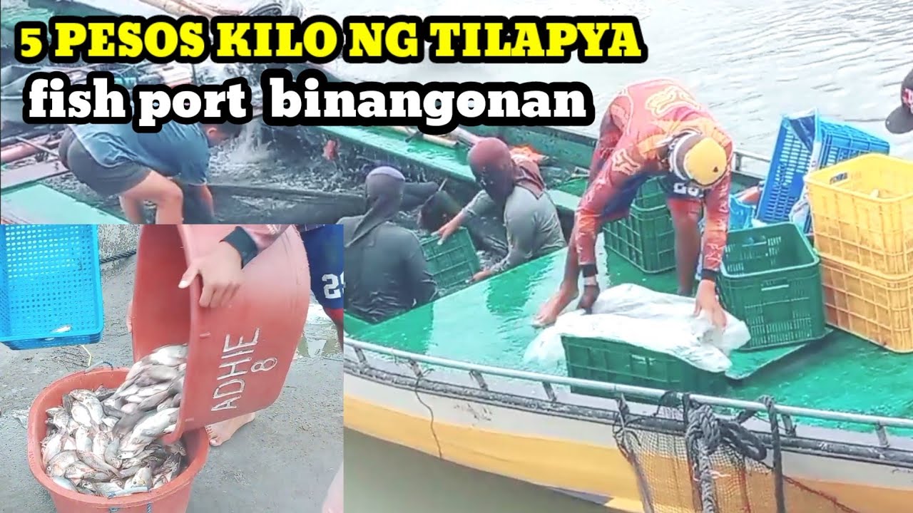 BINANGONAN FISH PORT LIMANG PESO LANG KILO NG TILAPYA. - YouTube