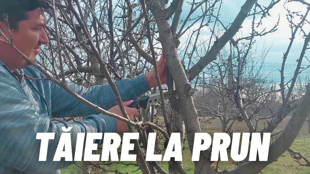 Tăiere la PRUN! - YouTube