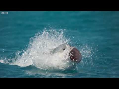 BBC Earth   Bird vs fish  nowhere is safe  #BluePlanet2