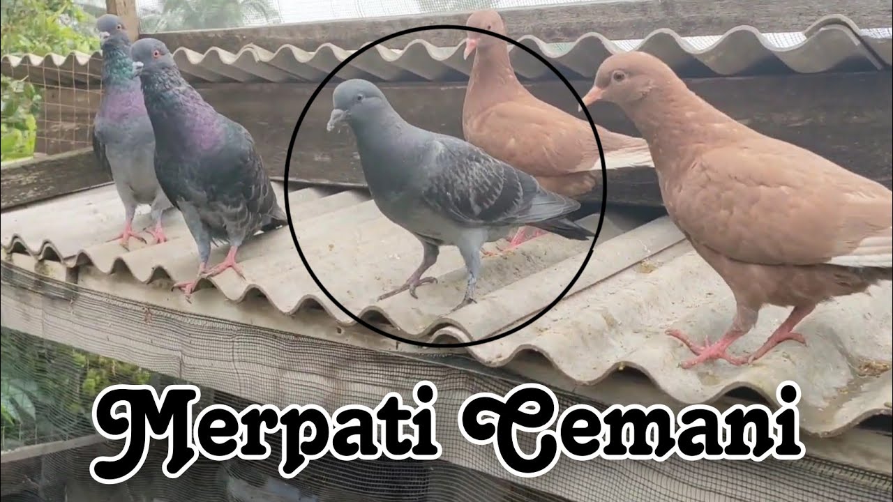 Keistimewaan Merpati Cemani dari Merpati lainnya - YouTube
