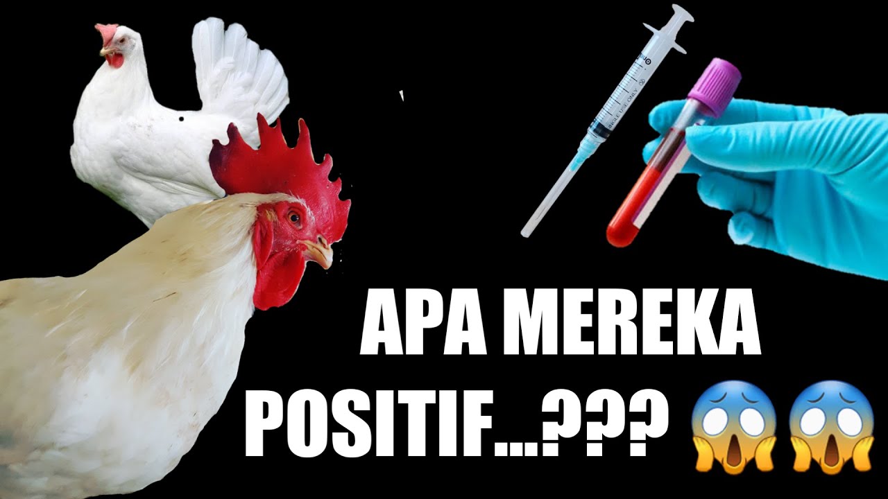 Cara Mudah Ambil Sampel Darah Ayam Untuk Pengujian Flu Burung dan ND ...