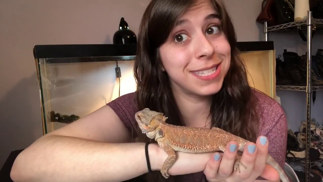 “The Bearded Dragon Life Cycle” Science and Stories with Ashley and ...