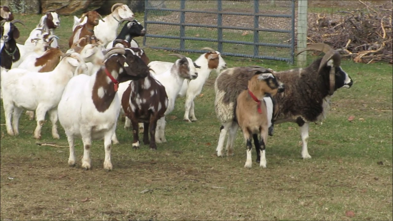 Llama guarding goats at Tougas Farm - YouTube