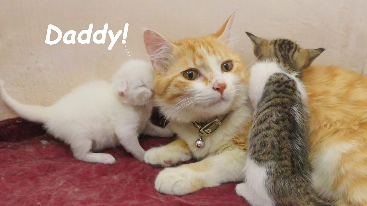 The Adopted Kittens SCARED their Sleepy Foster Dad Cat, POOR Rescued ...
