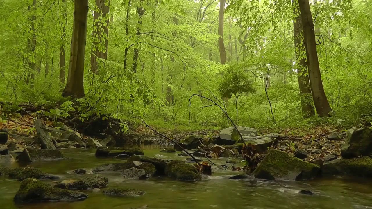 Bach im Wald , Ruhig fließender, steiniger Bach mit Vogelgesang im Wald ...