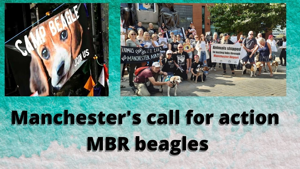 Protest in Manchester for the MBR Beagle puppy farm - YouTube