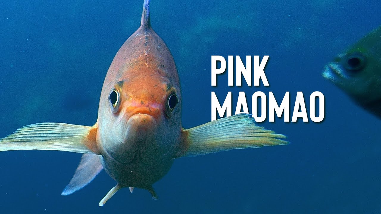 SPEARFISHING TIPS - Pink Maomao - YouTube