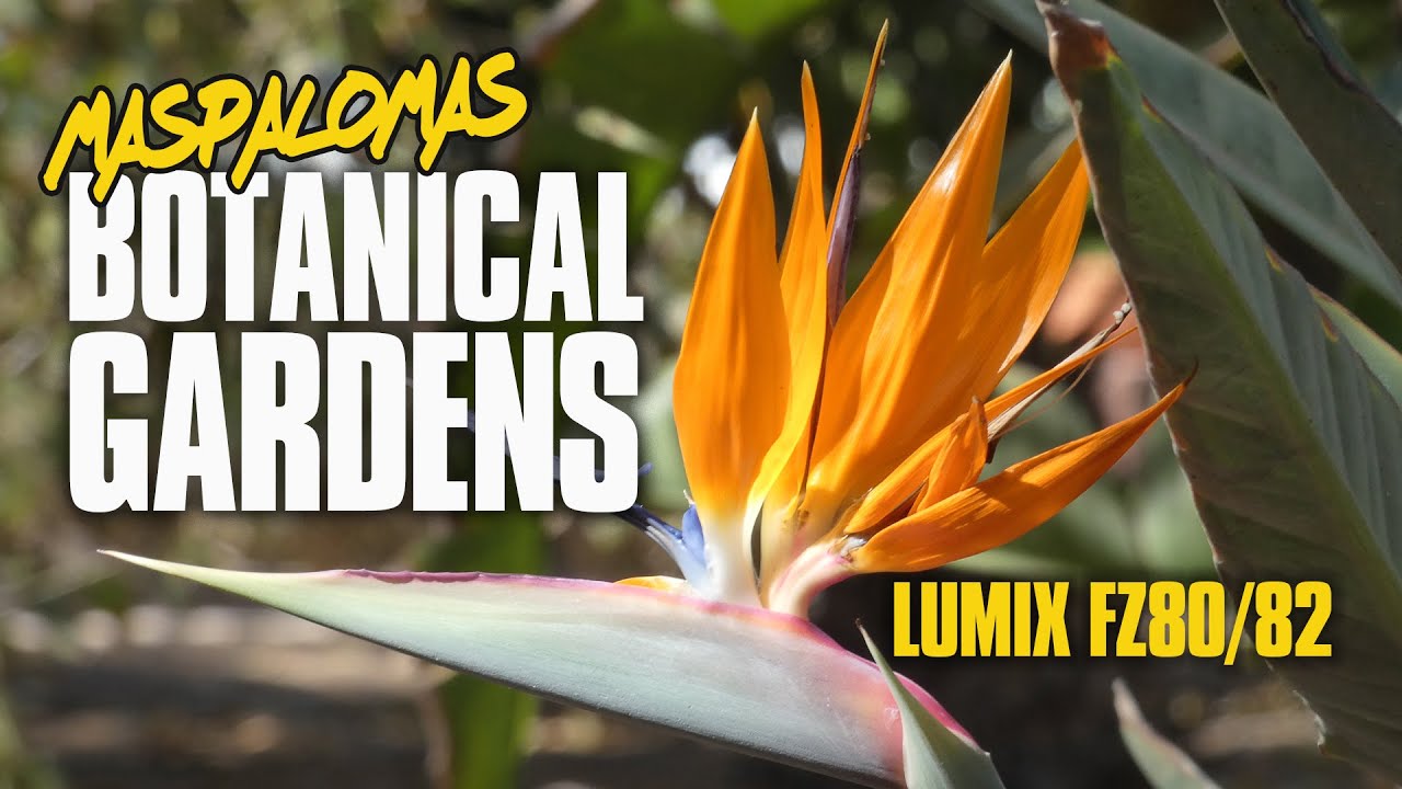 Maspalomas Botanical Gardens | Panasonic Lumix FZ80/FZ82 - YouTube