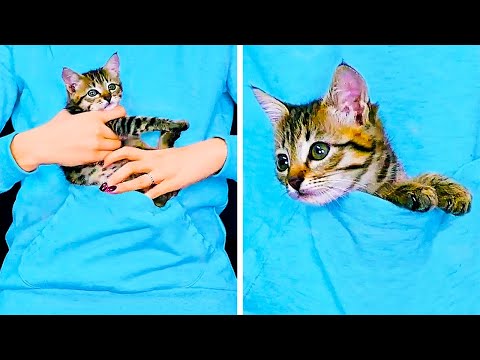 14 LINDOS TRUCOS Y ARTESANÍAS PARA LAS MASCOTAS