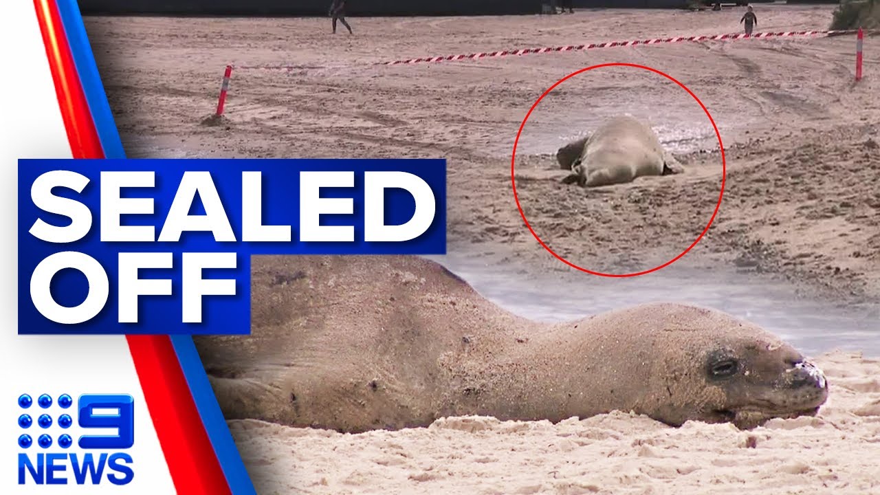 Exclusion zone in place as leopard seal rests on Melbourne beach | 9 ...