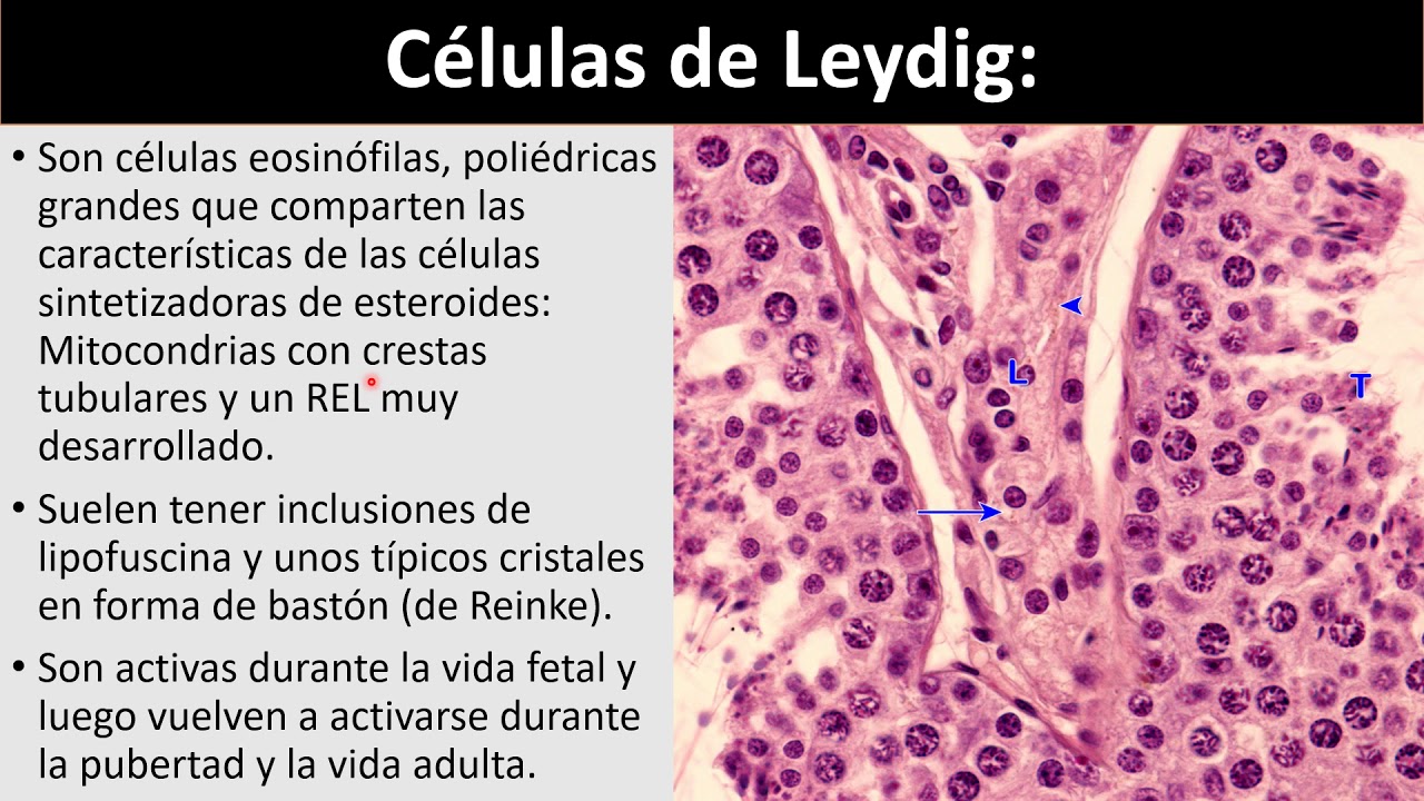 Células de Leydig - YouTube