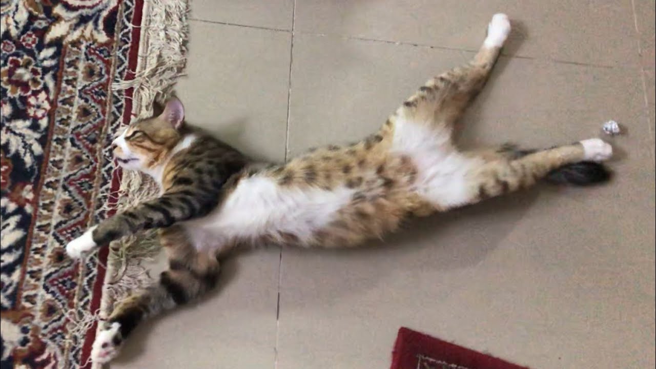 Perfectly Normal Cat Sleeping Position.. | FUNNIEST Cats Naps Ever ...