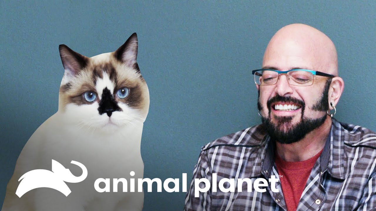 ¡Este gatito no deja de lamerlo todo! | Mi gato endemoniado | Animal ...