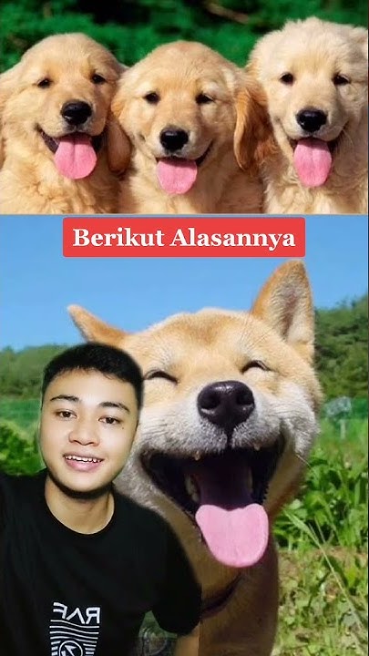 Kenapa Anjing Menjulurkan Lidah? #Shorts - YouTube