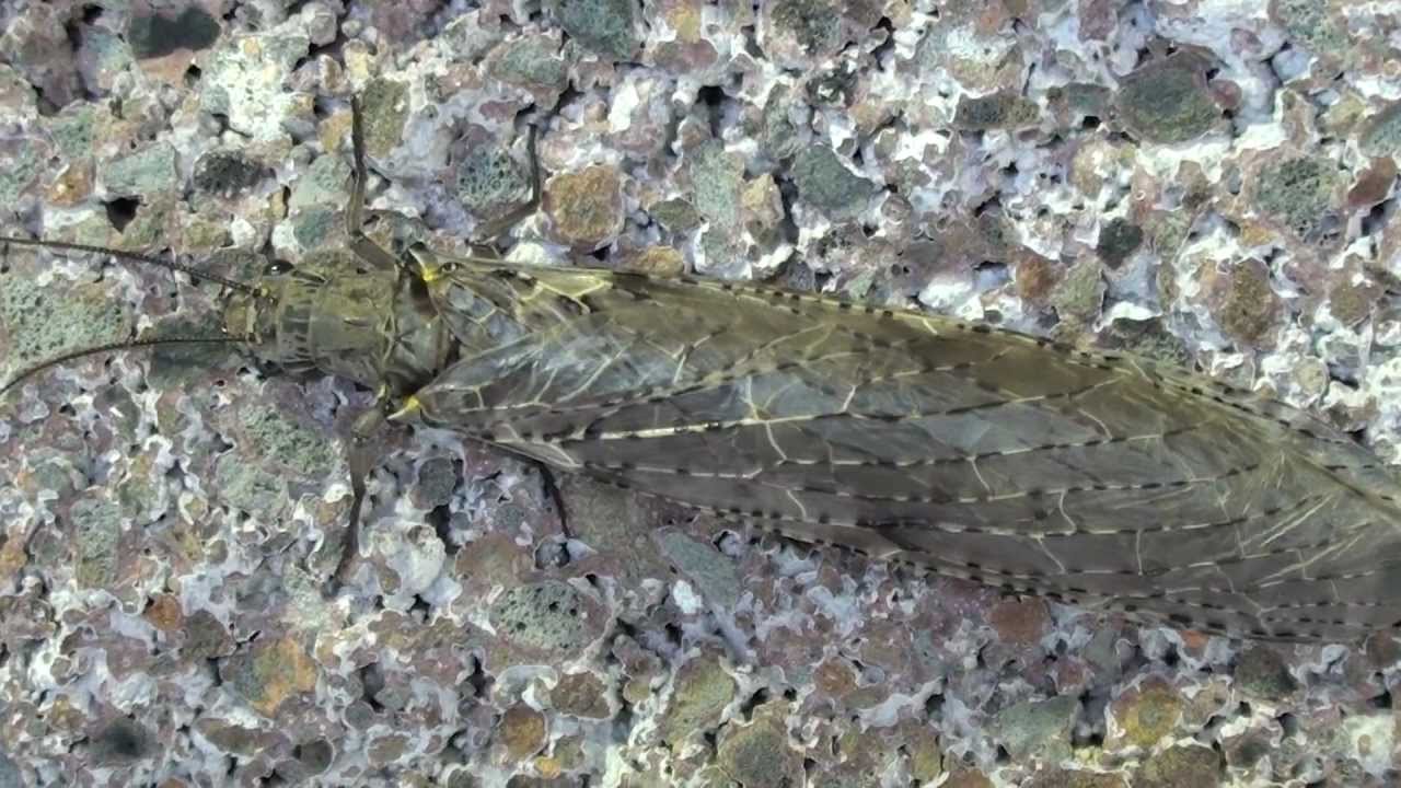 Spring Fishfly (Corydalidae: Chauliodes rasticornis) Female - YouTube