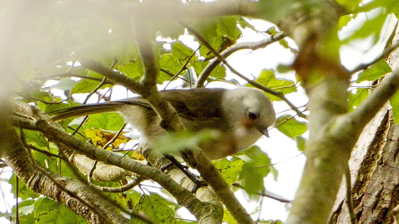 The Elusive Whitehead | Pōpokotea in Early Spring - New Zealand Native ...