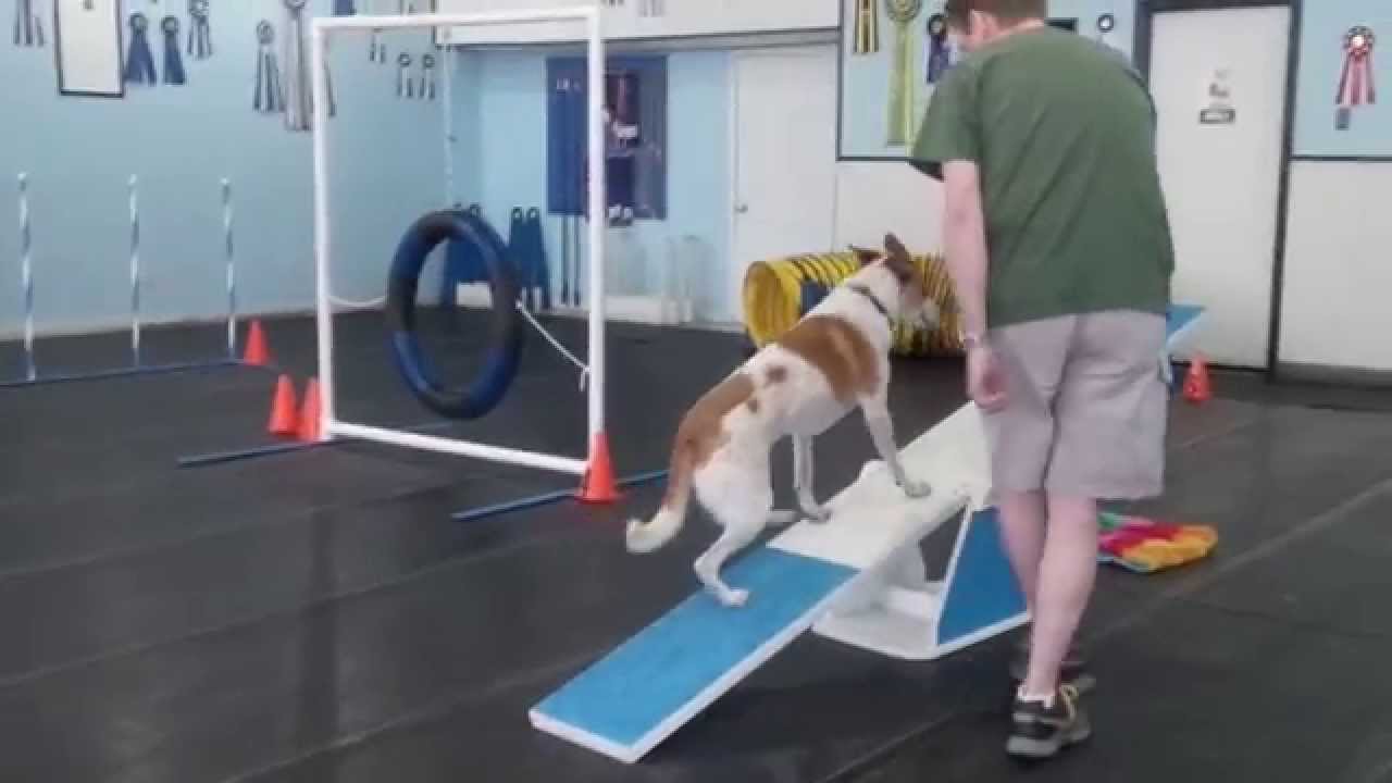 Patches' Obstacles Run - YouTube