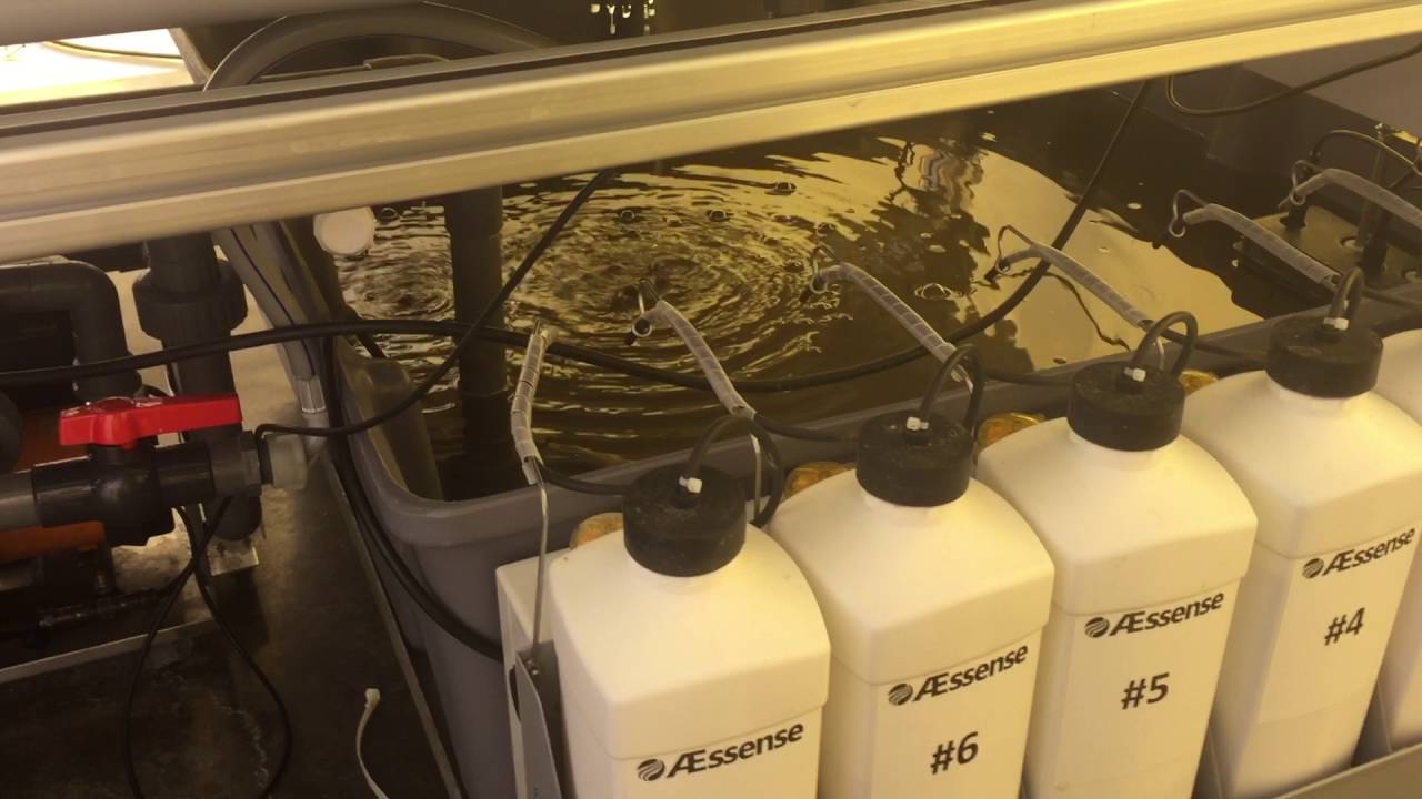 Blooming in the AEtrium-4 in the AEssense Clean Room - YouTube