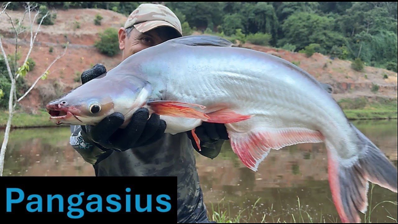 Panga/Pangasius!! Pescado no lago - YouTube