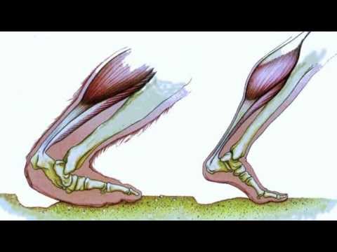 Do Any Primates Have Feet Like People