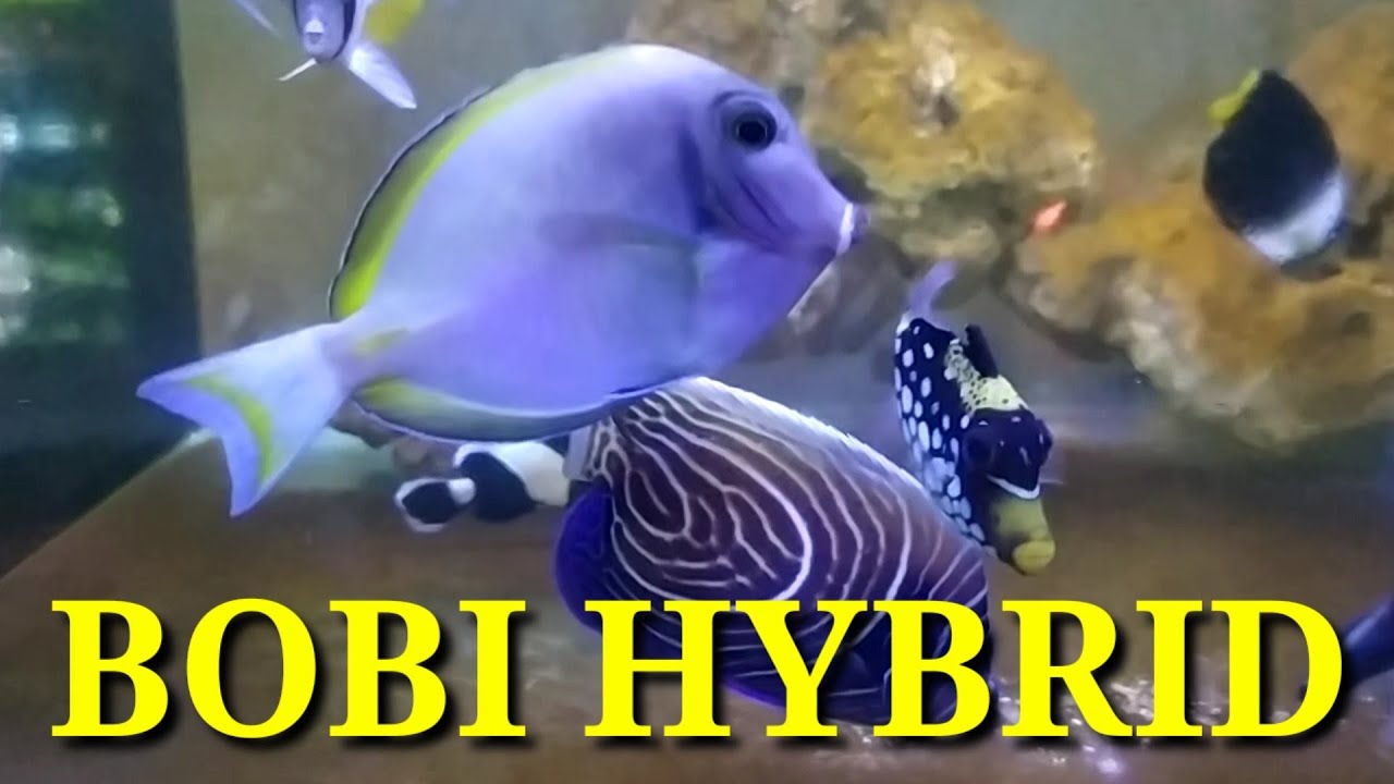 ASYIKNYA MEMELIHARA IKAN BOTANA BIRU HYBRID - YouTube