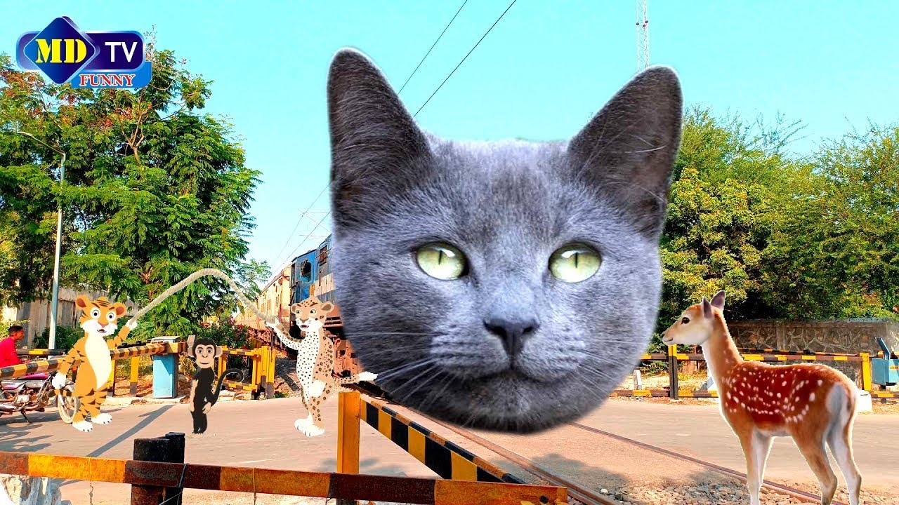 funny cat videos face train | funny train cat | cat train video funny ...