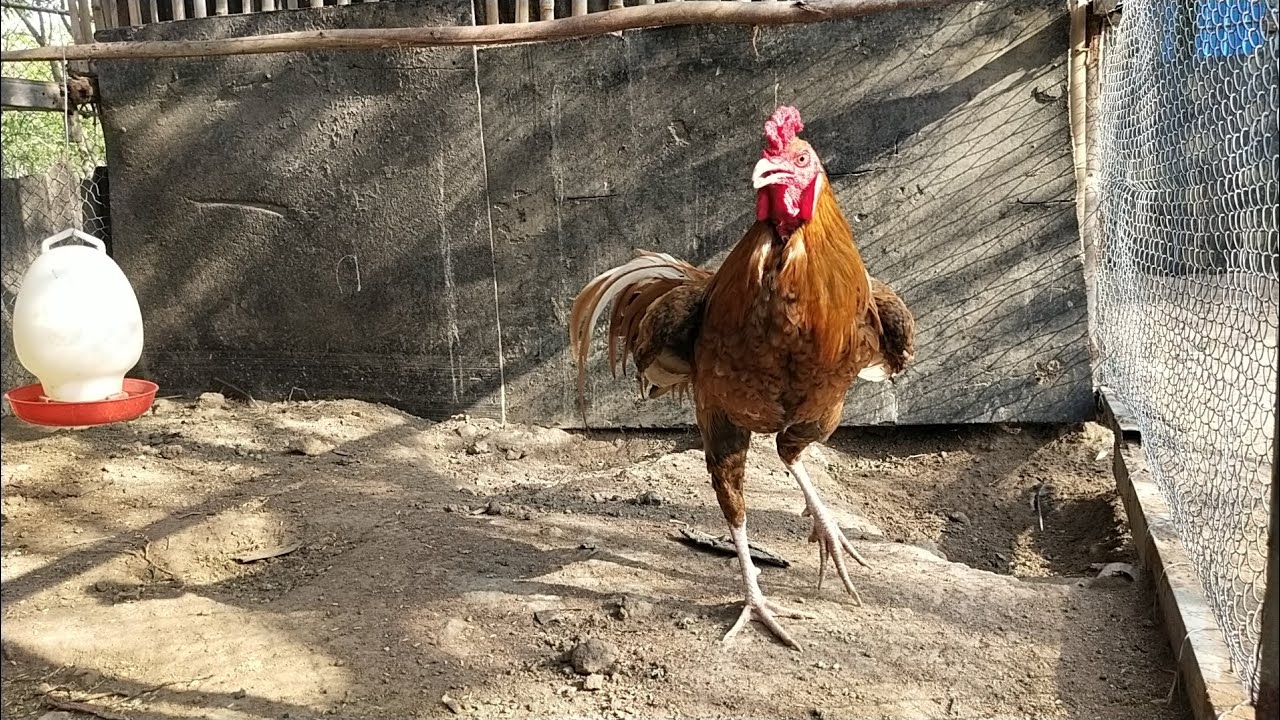 sad គុយបាវៃល្អ 26kg /0964999938-0884999930 - YouTube