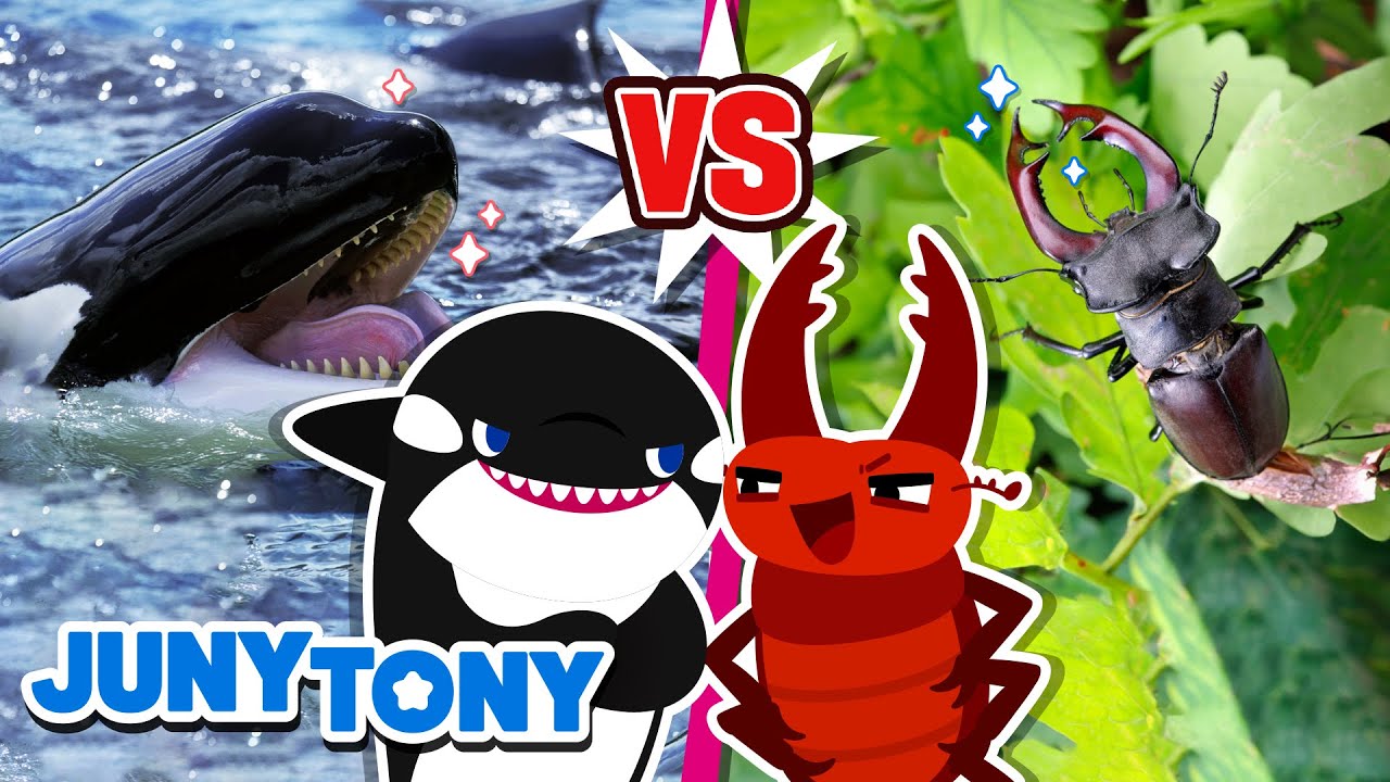 The Match of Strength | Shark, Whale, Stag Beetle +More | Kids Songs ...